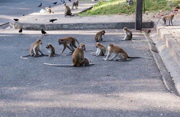 Tackling monkey nuisance a shared responsibility