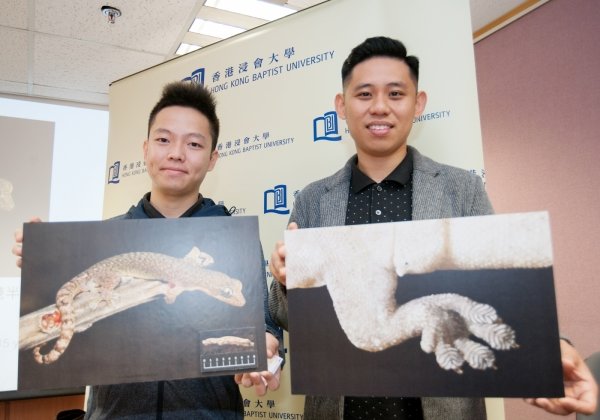 Biology scholar names new gecko species — Hong Kong Tree Gecko